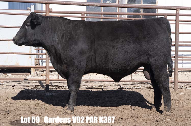 Untitled 1 [www.greengardenangus.com]